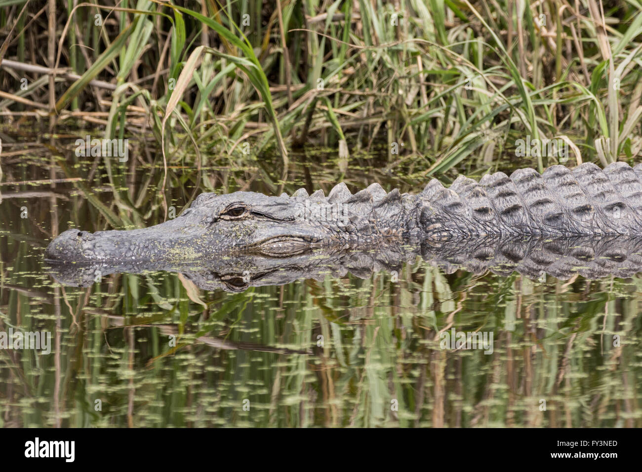 An American alligator is reflected in the calm water as it rests along ...
