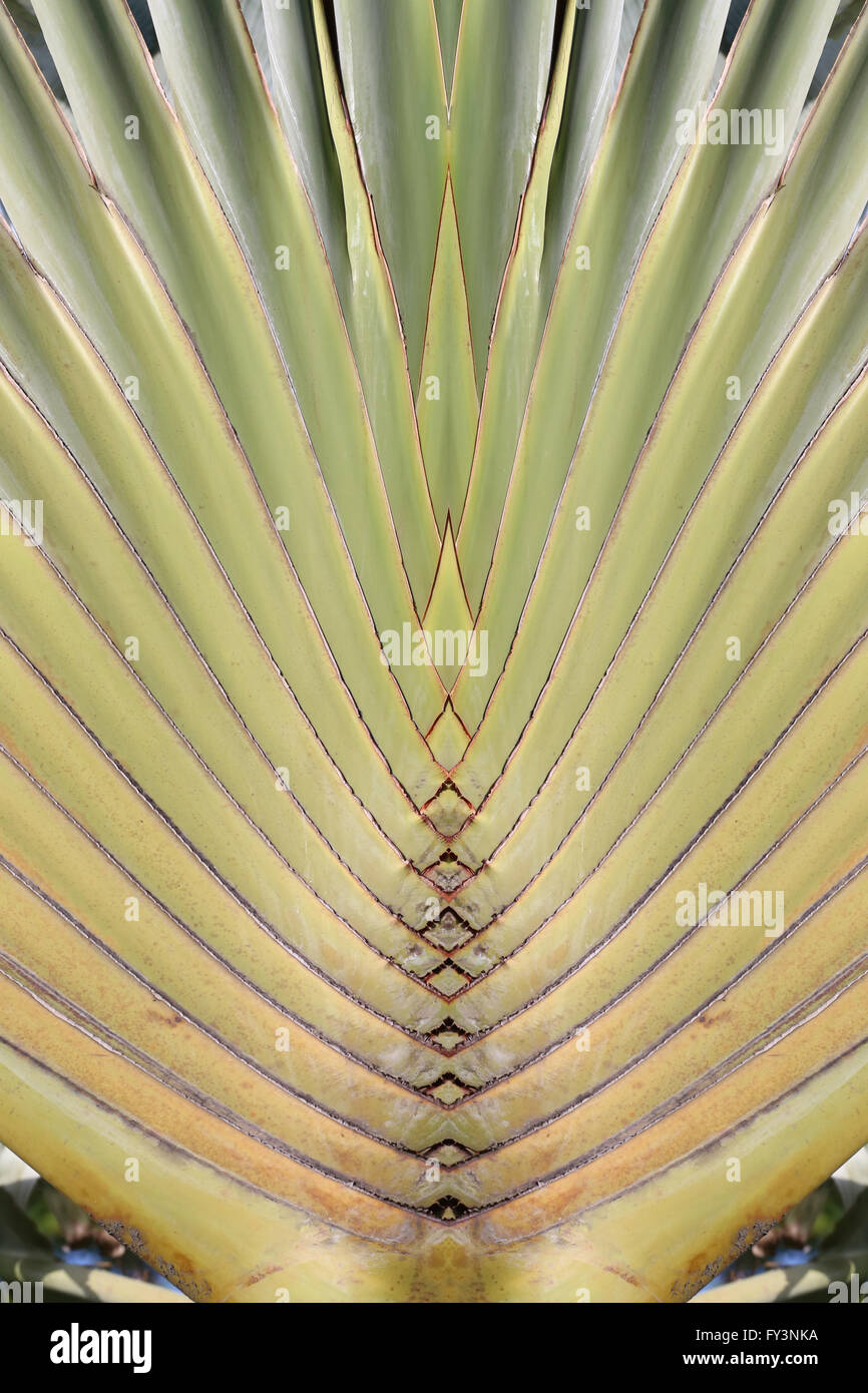 Stalk leaf of bases on a Travelers Palm or Ravenala madagascariensis in ...