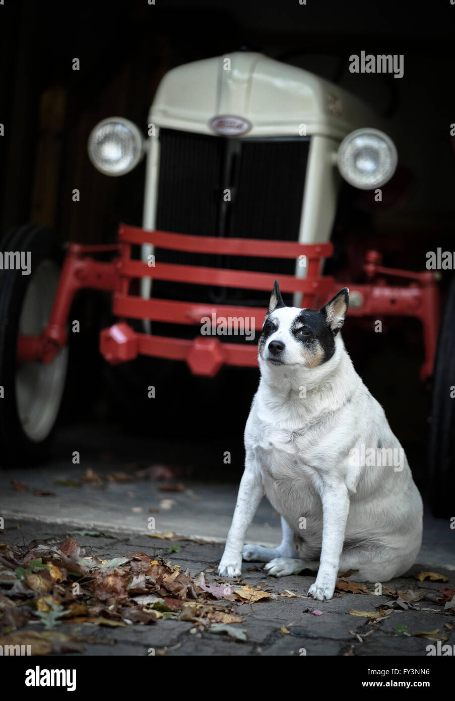 Dog sitting in front of a Ford 8n redbelly tractor Stock Photo - Alamy