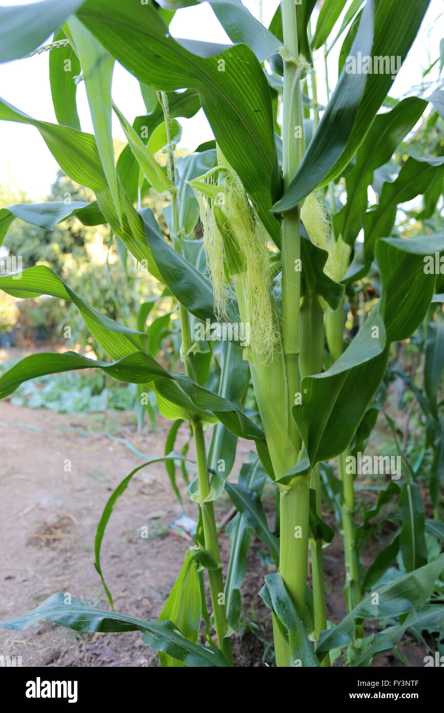 The early baby corn in vegetable garden Stock Photo - Alamy