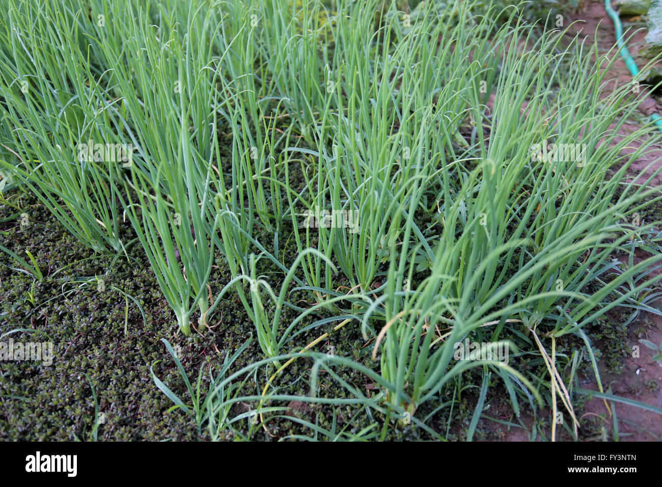 Green onion in vegetable garden Stock Photo - Alamy