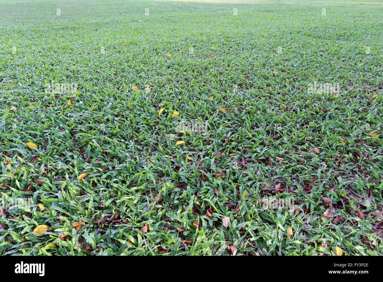 Green lawn for natural background Stock Photo - Alamy