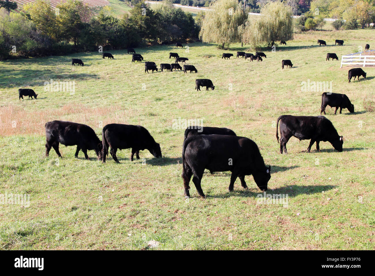 Black Angus beef Stock Photo - Alamy