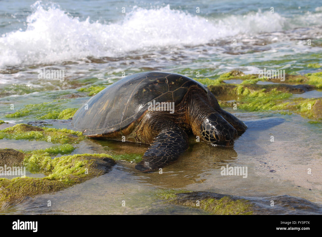 Green sea turtle eating hi-res stock photography and images - Alamy