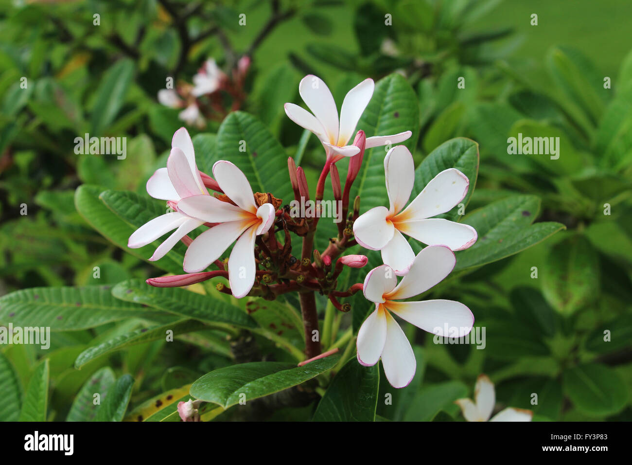 Exotic romance hi-res stock photography and images - Alamy