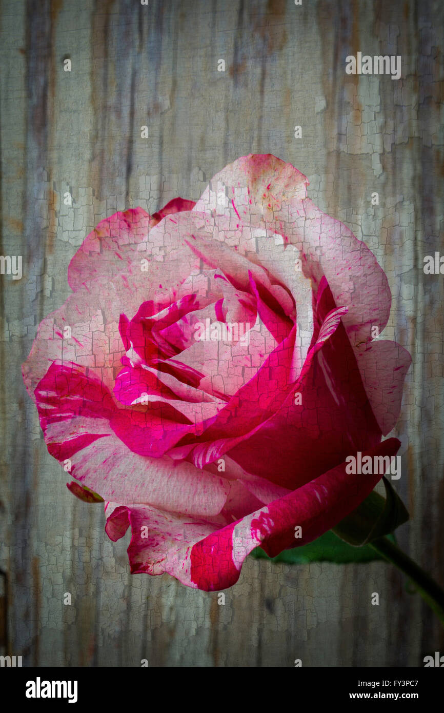 One pink rose flower hi-res stock photography and images - Alamy
