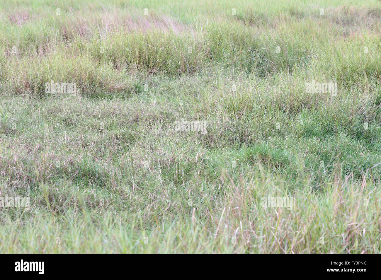 Green meadow has not been maintained,It see overgrown and unkempt Stock ...