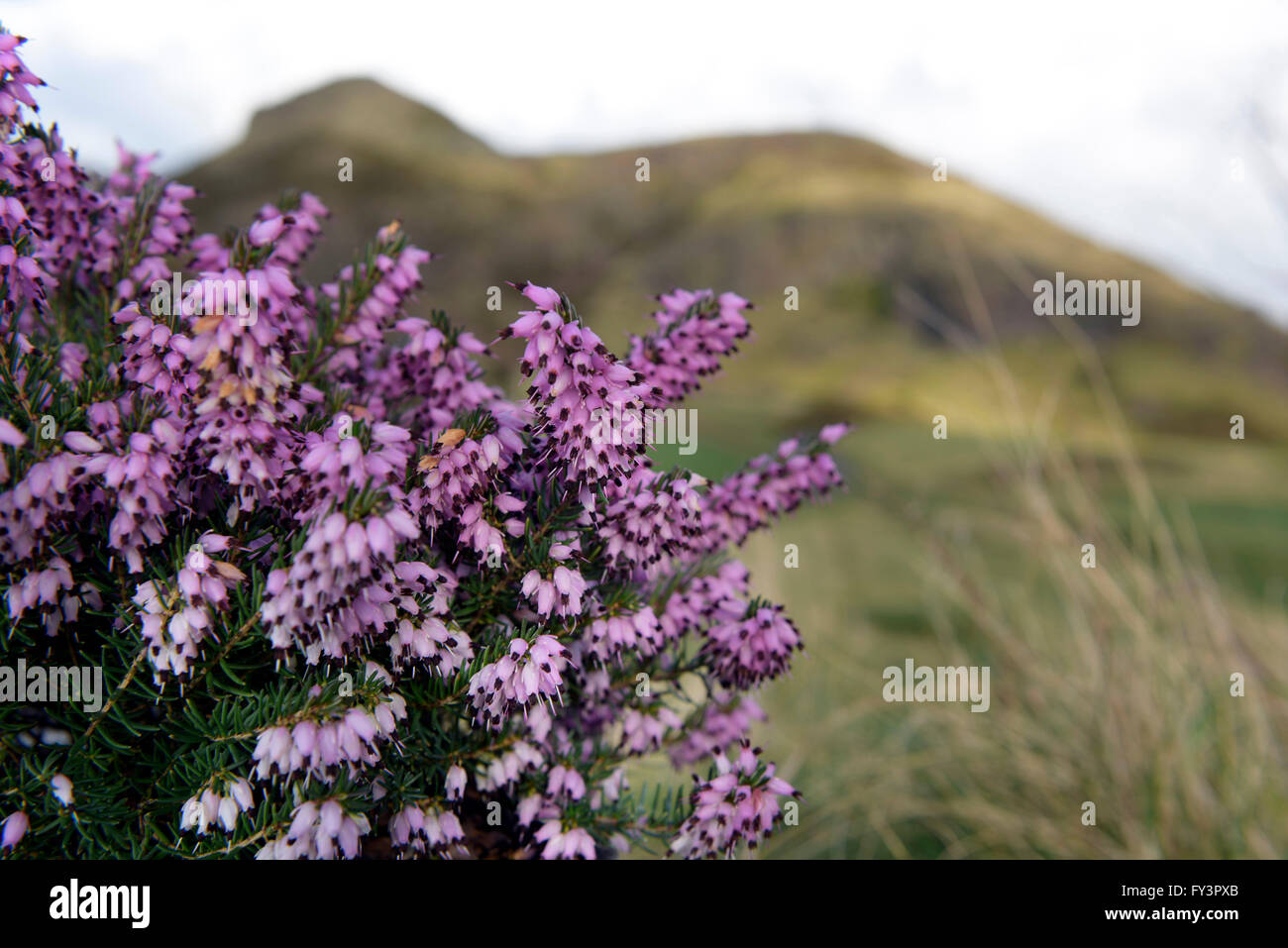 Purple scottish heather wild hi-res stock photography and images - Alamy