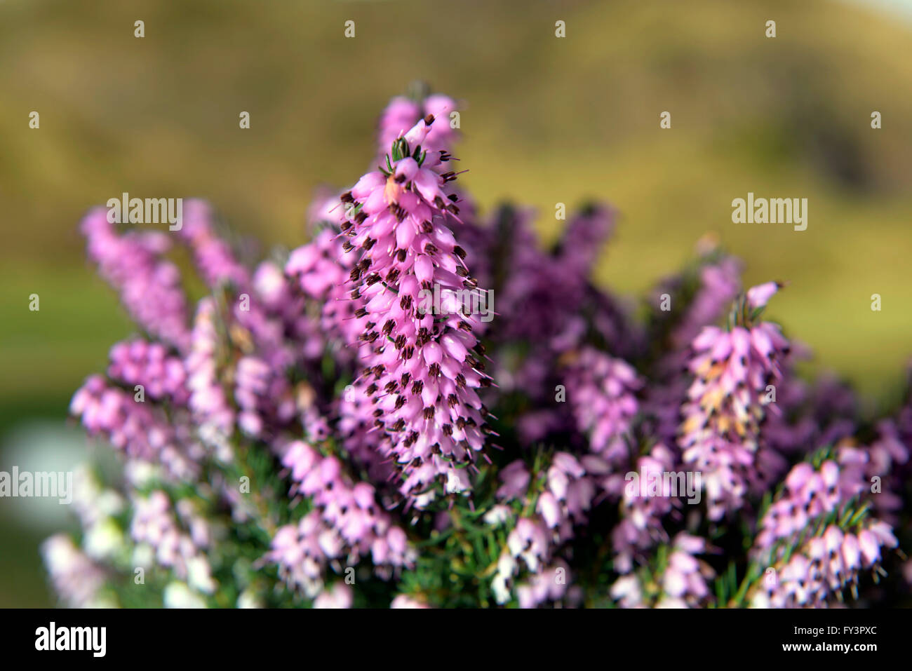 Close-up of a heather heath in the Scottish wild Stock Photo - Alamy