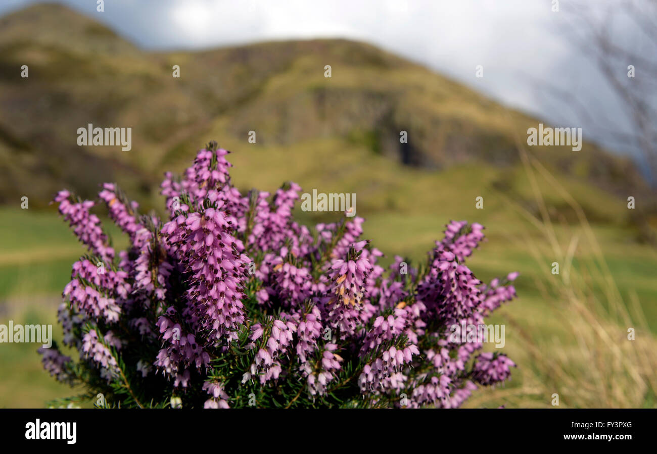 Purple scottish heather wild hi-res stock photography and images - Alamy