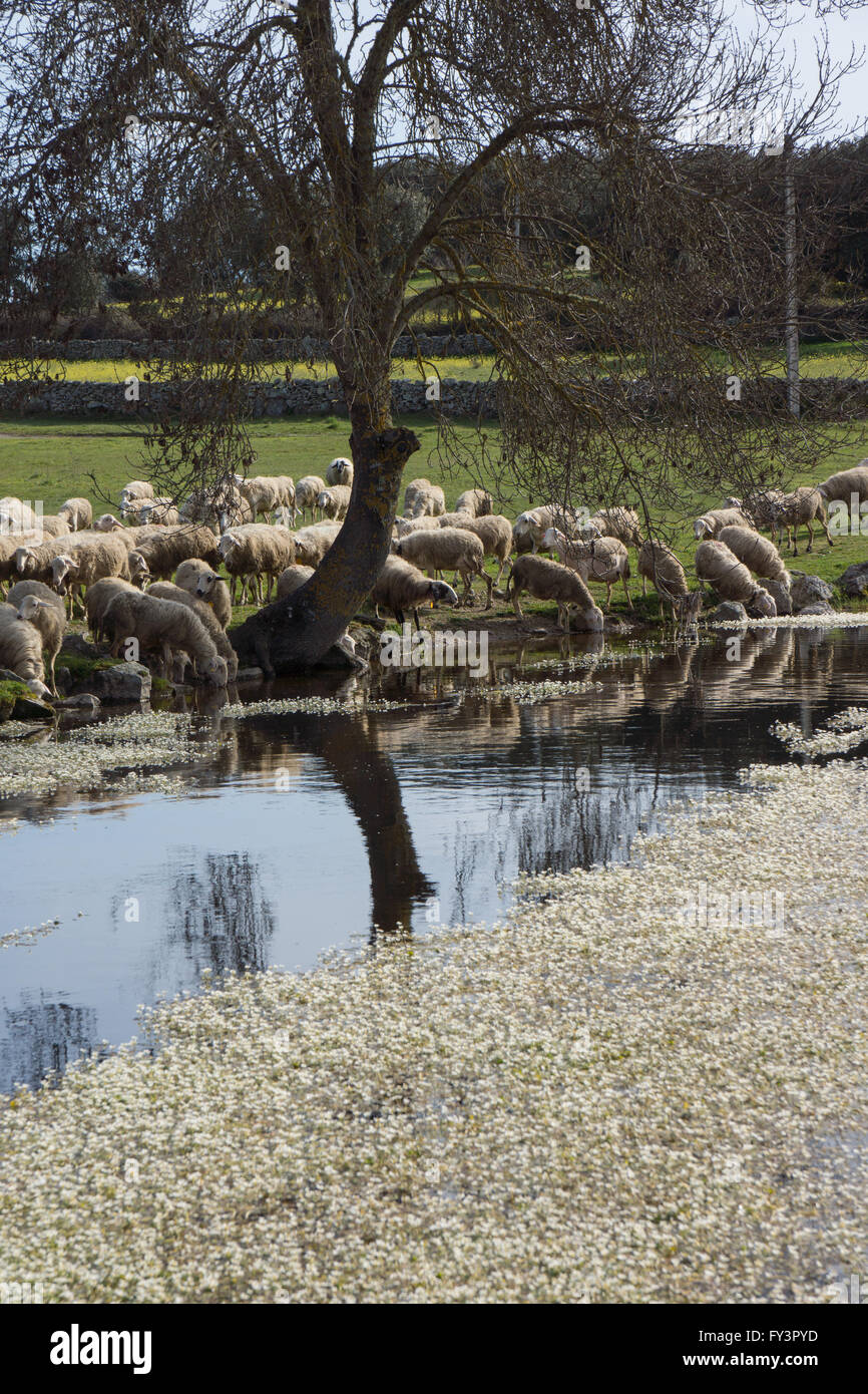 Drinking water sheep hi-res stock photography and images - Alamy