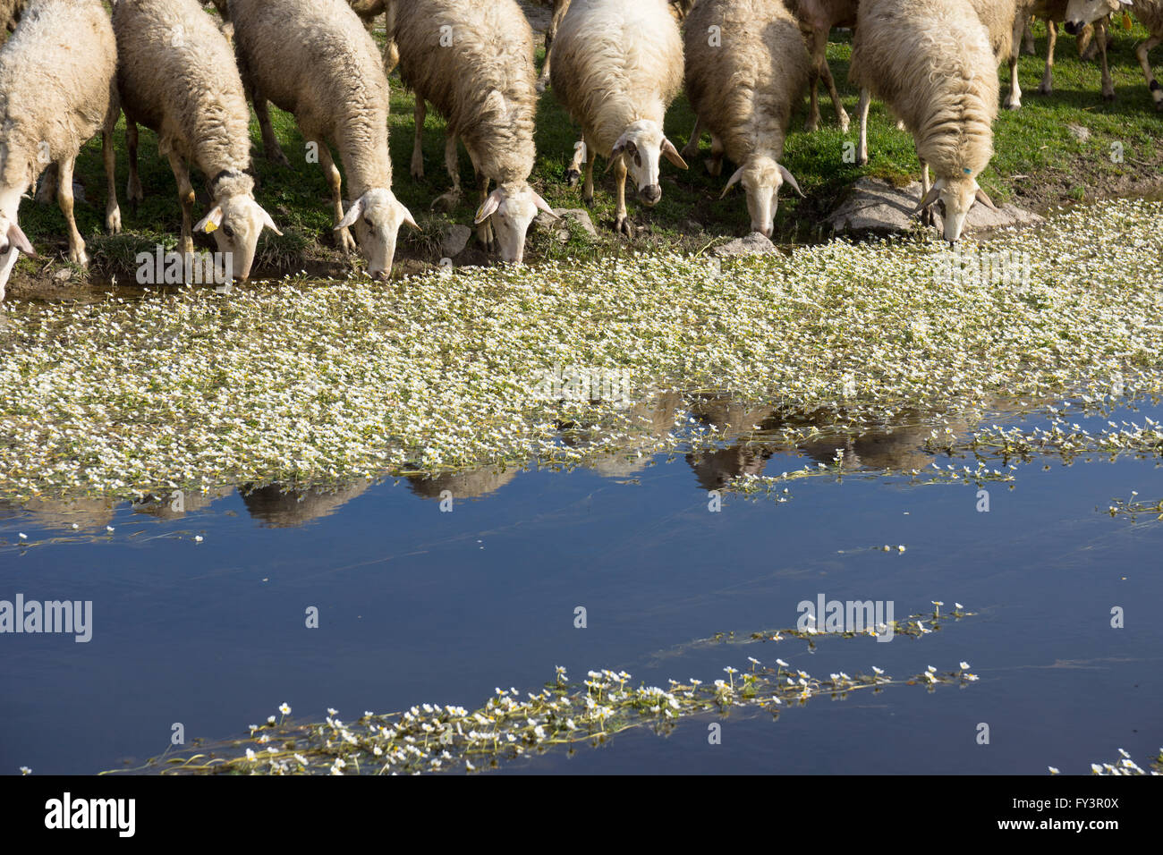 Sheep drinking hi-res stock photography and images - Alamy