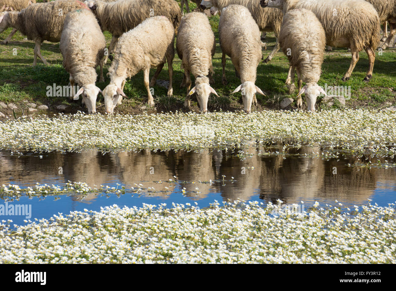 Sheep drinking water hi-res stock photography and images - Alamy