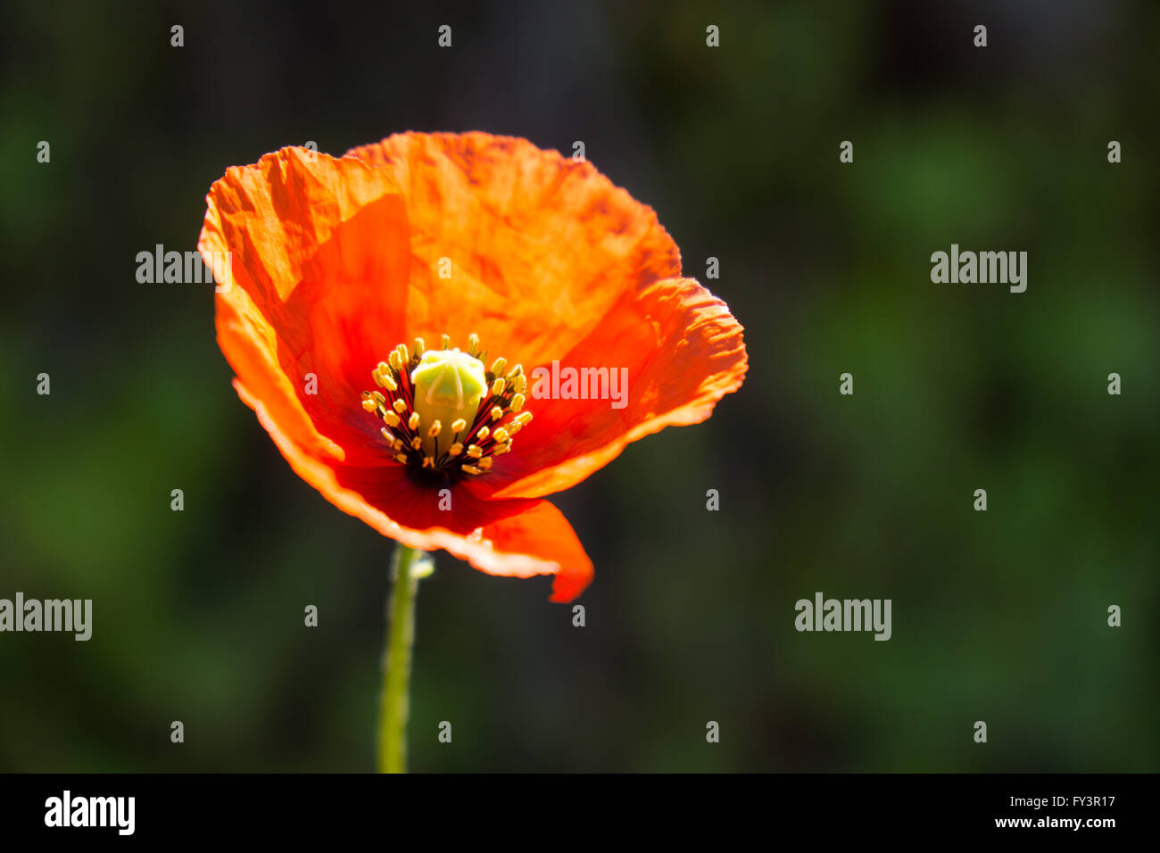 Red Poppy Detail Stock Photos & Red Poppy Detail Stock Images - Alamy