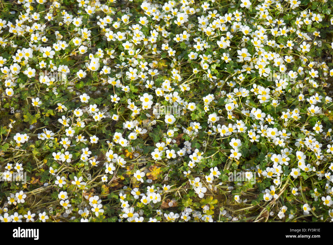 White common water crowfoot flowers in a stream in Arribes National ...
