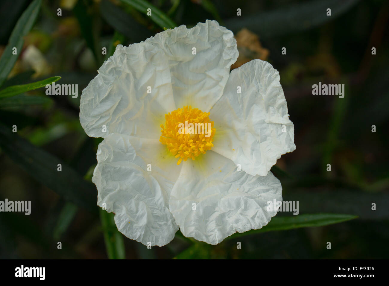 Jara de las cinco llagas hi-res stock photography and images - Alamy