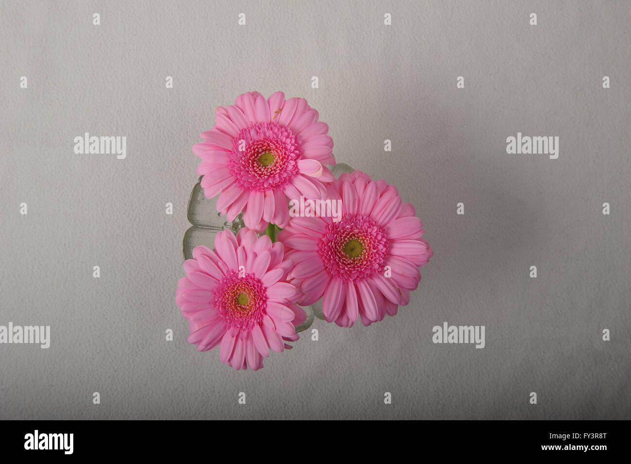 Gerberas bowl hi-res stock photography and images - Alamy