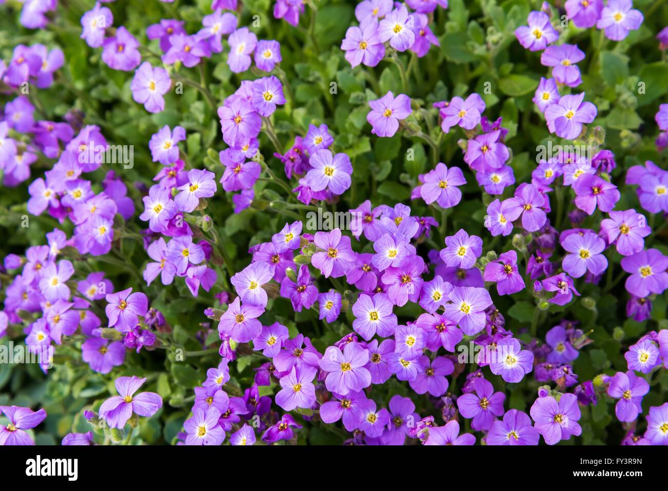 Aubrieta flowers hi-res stock photography and images - Alamy