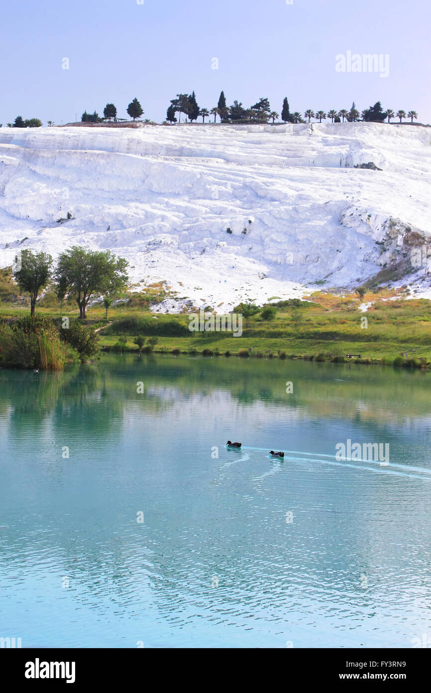 Calcified bird hi-res stock photography and images - Alamy