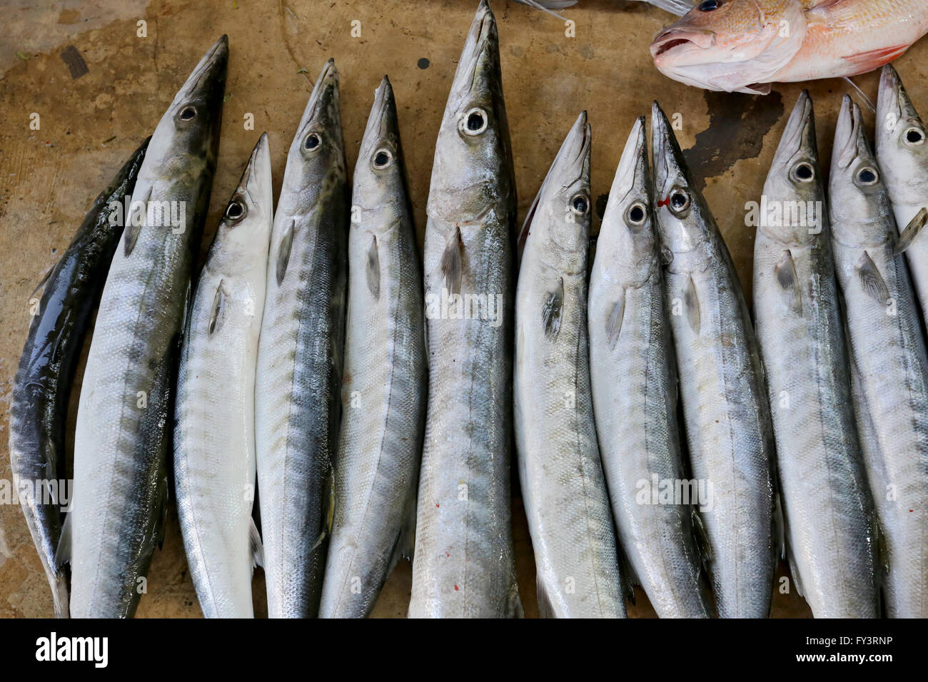 marine fish after the fishing and caught at night,fresh barracudas fish ...