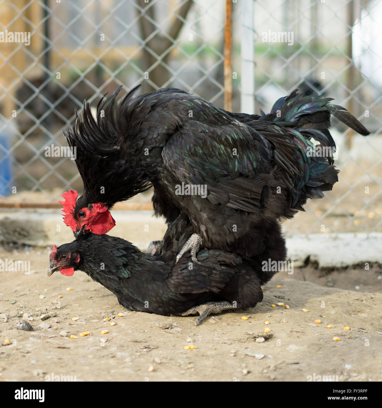reproduction between hen and cock in the barton Stock Photo - Alamy