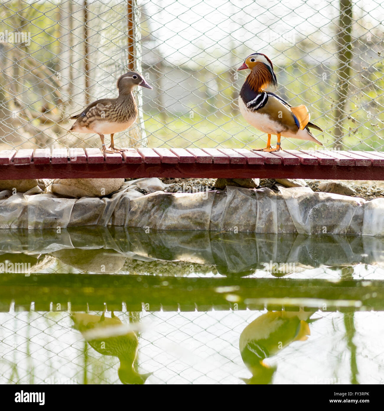 mandarin ducks standing face to face on a wooden bridge Stock Photo - Alamy