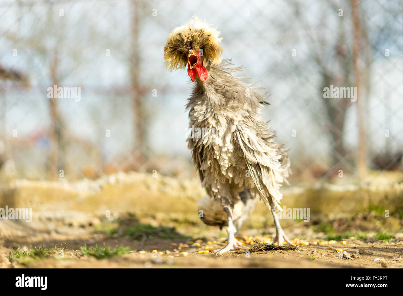 Sick chicken animal hi-res stock photography and images - Alamy