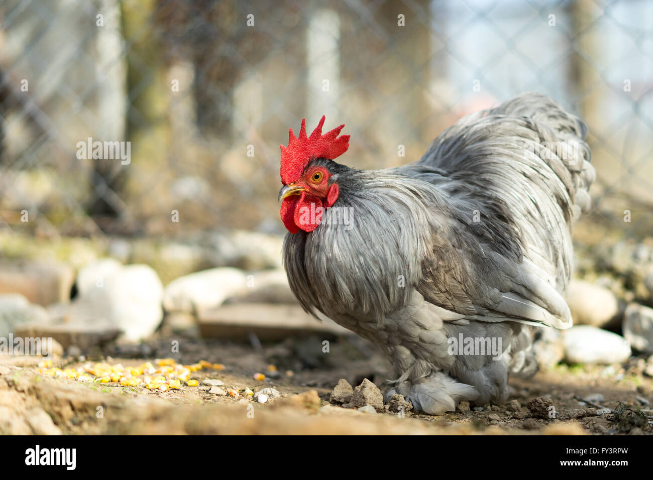 Cochin dwarf pearl rooster with silver feathers and blazing comb Stock ...