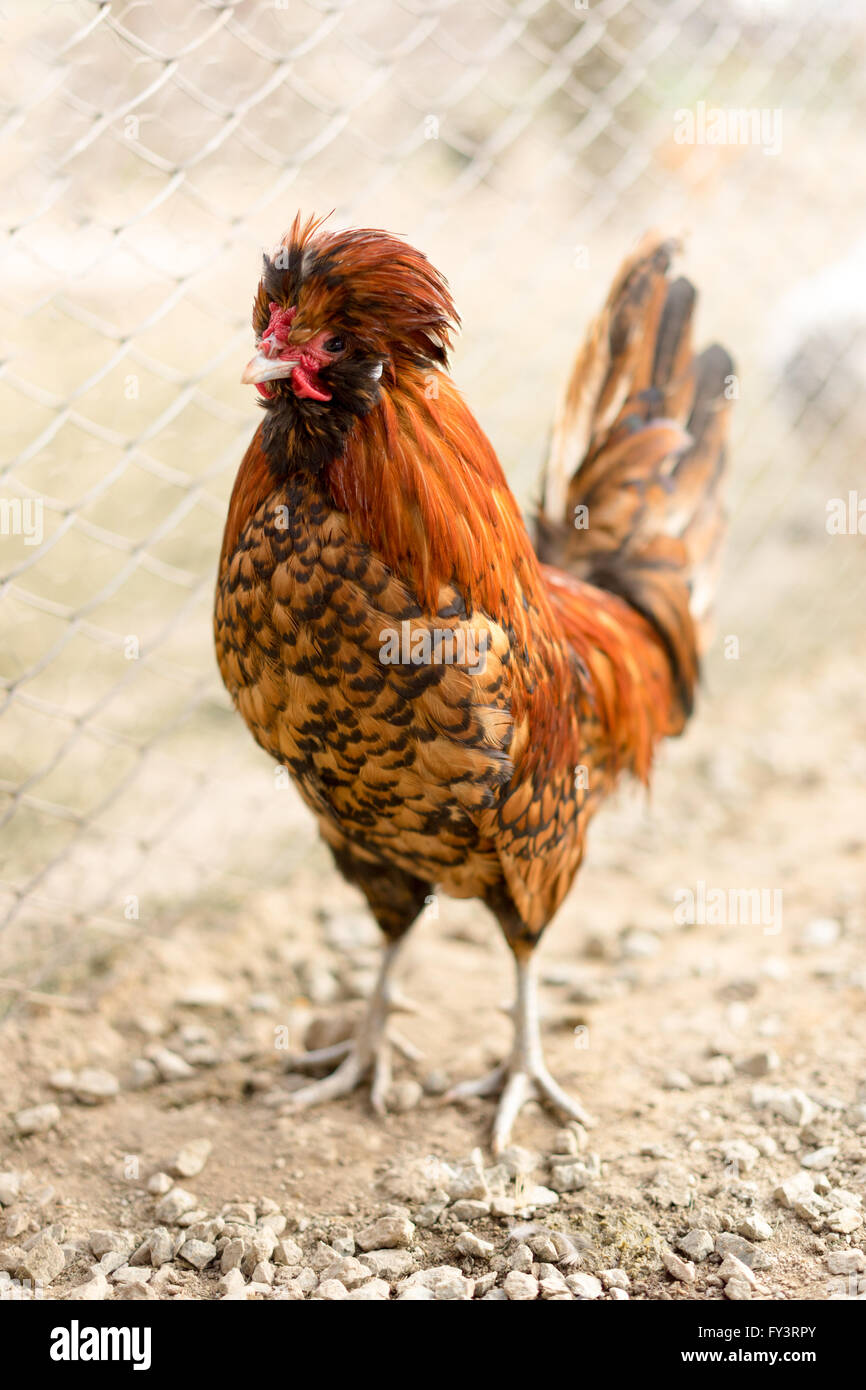 foxy Paduane hen standing near a wiry fence the camera Stock Photo - Alamy