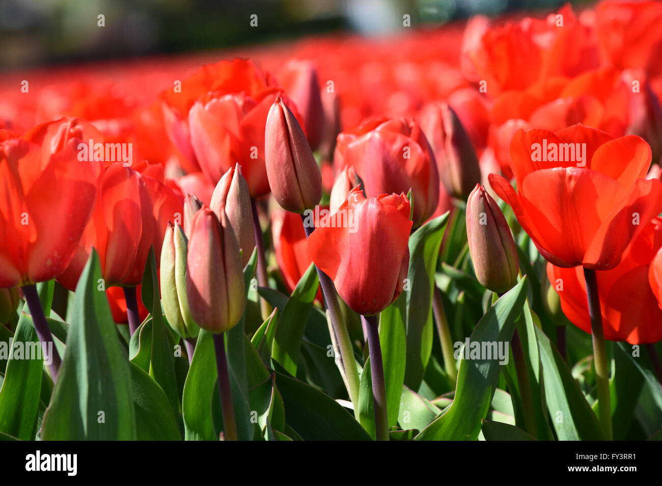 Keukenhof almost hi-res stock photography and images - Alamy