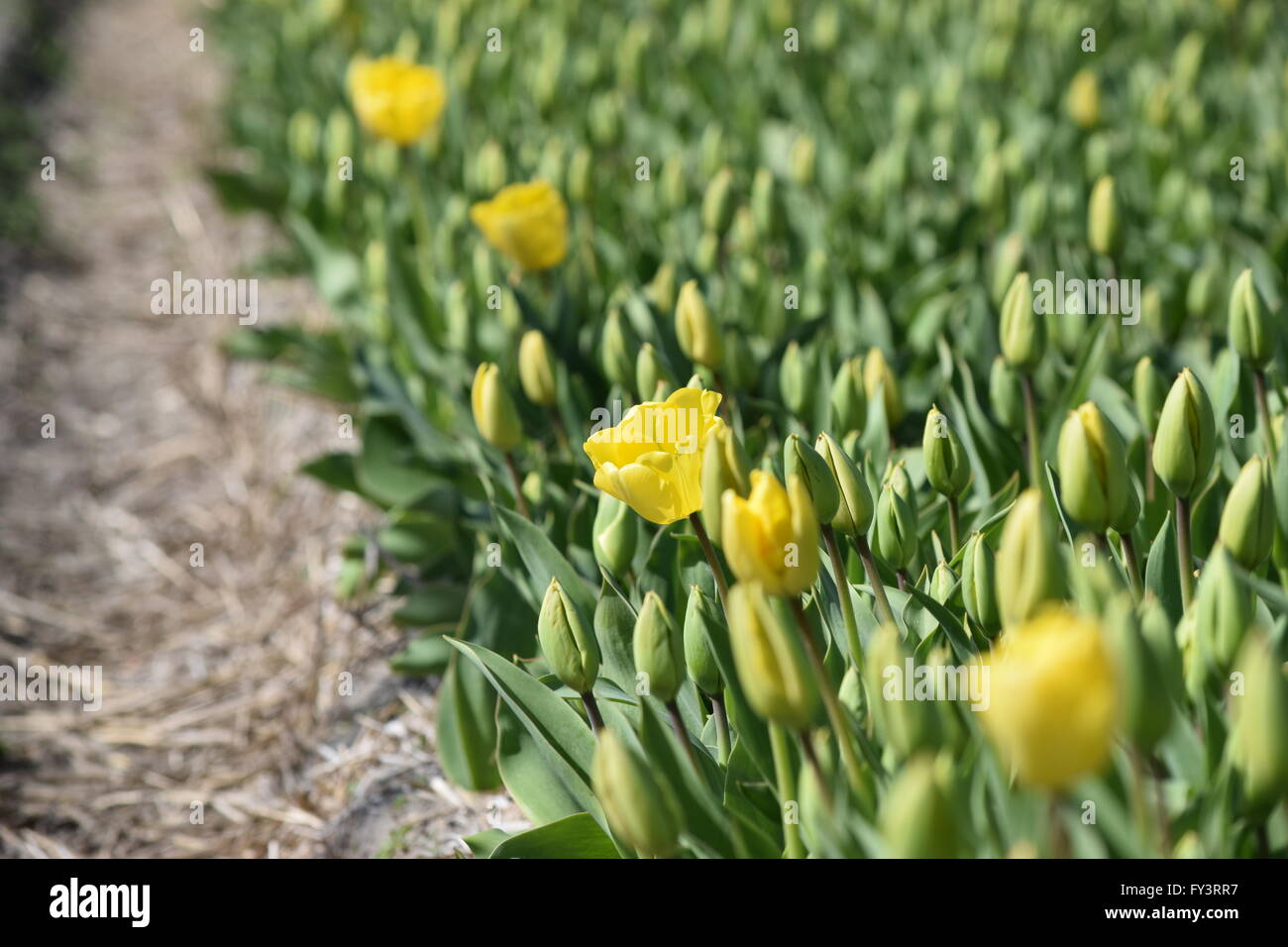Flower field hi-res stock photography and images - Alamy