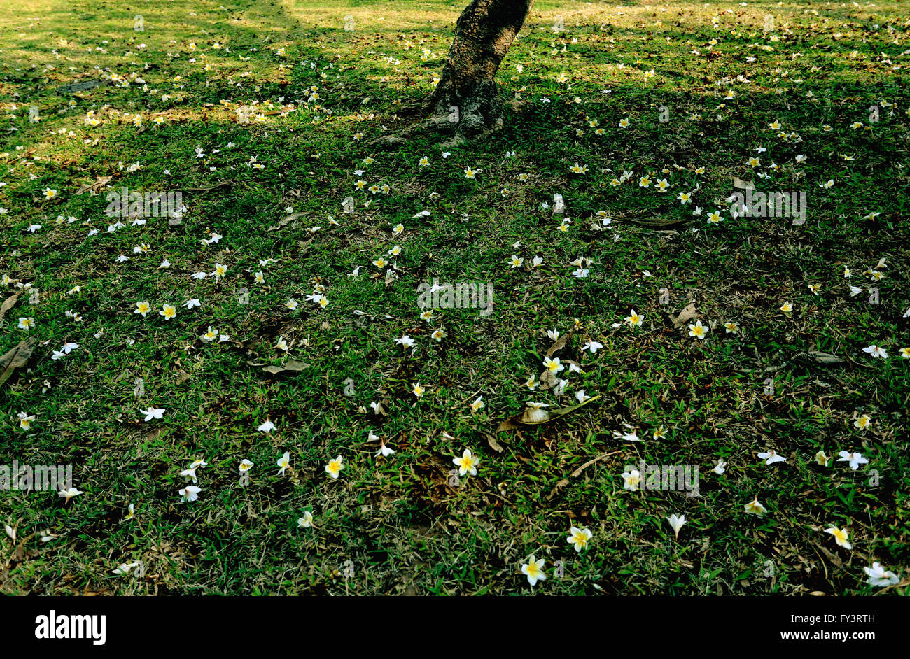 lawn under a tree with frangipani flower in garden for natural ...