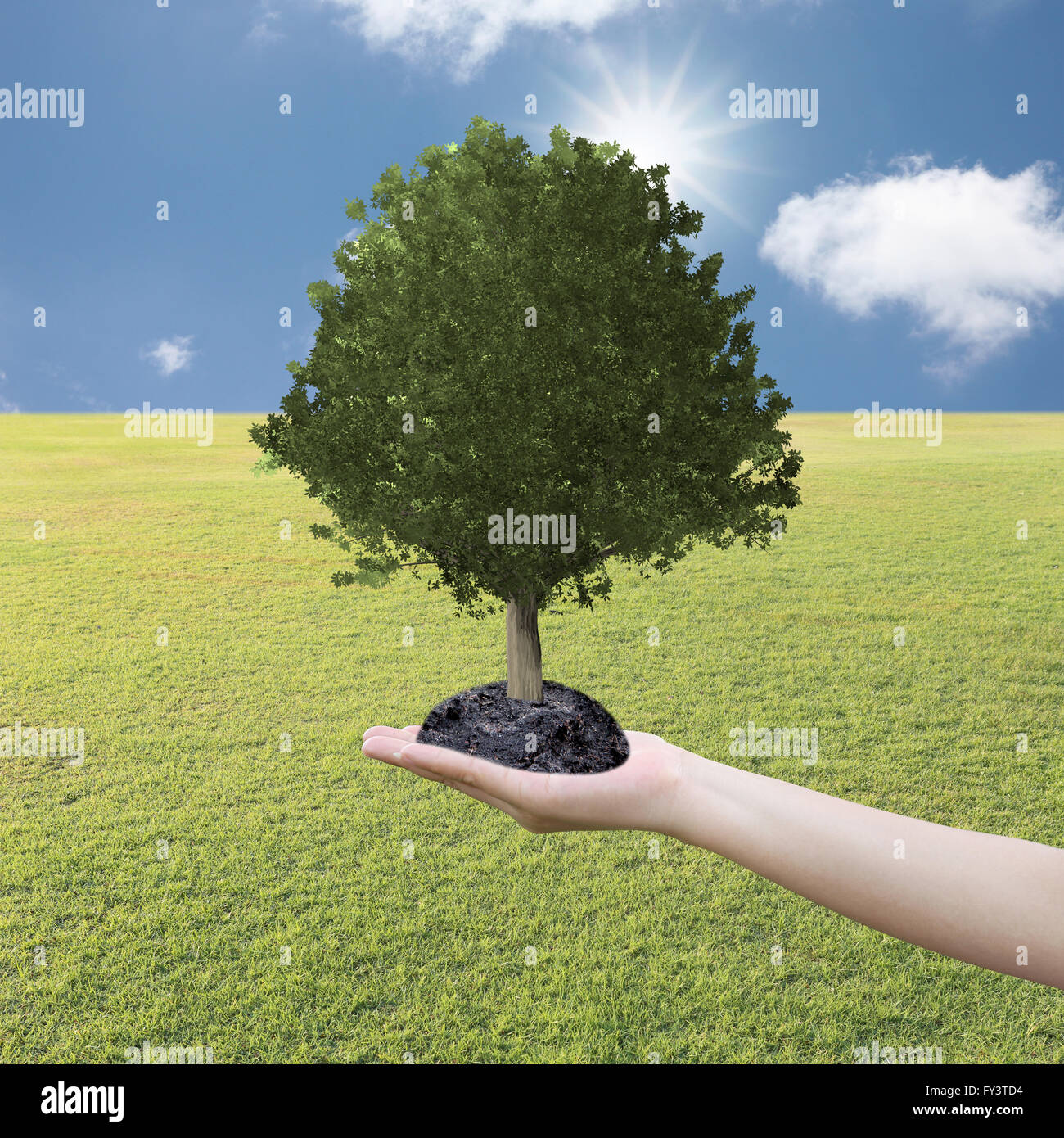 Planting big trees hi-res stock photography and images - Alamy