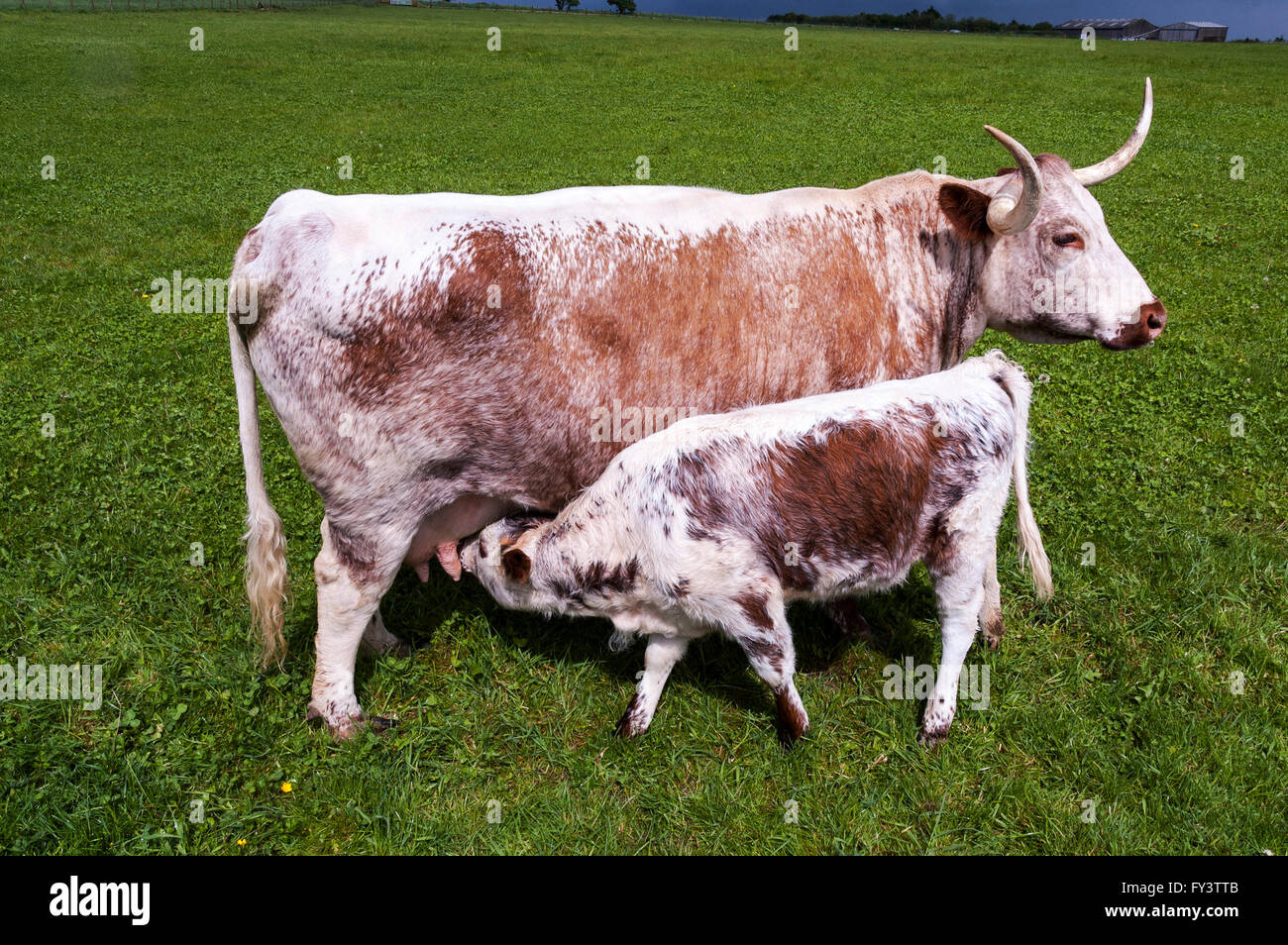 Mammal suckling hi-res stock photography and images - Alamy