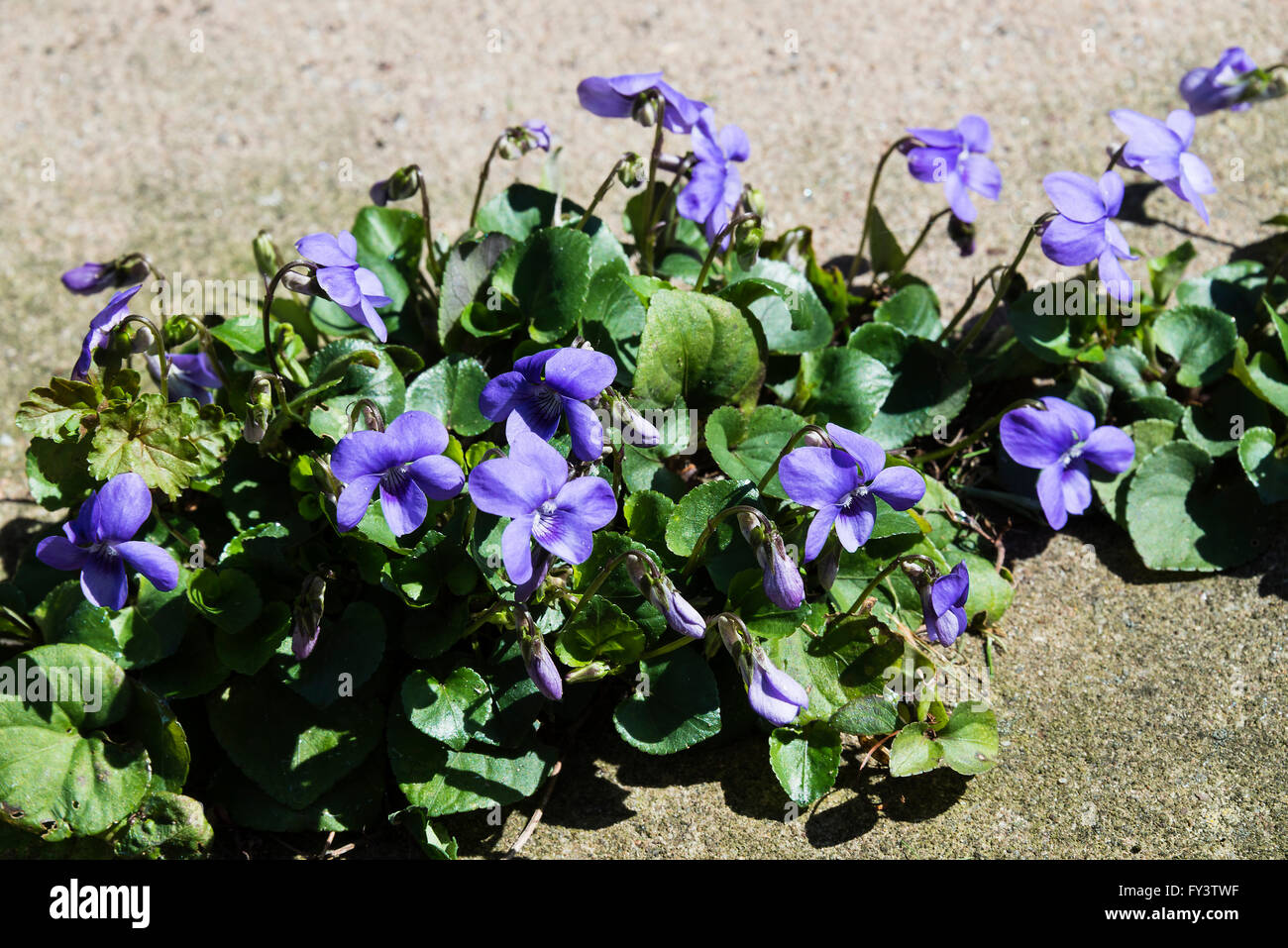 Wild Self Seeded Common Dog-Violet Flowers Between Flagstones in an ...