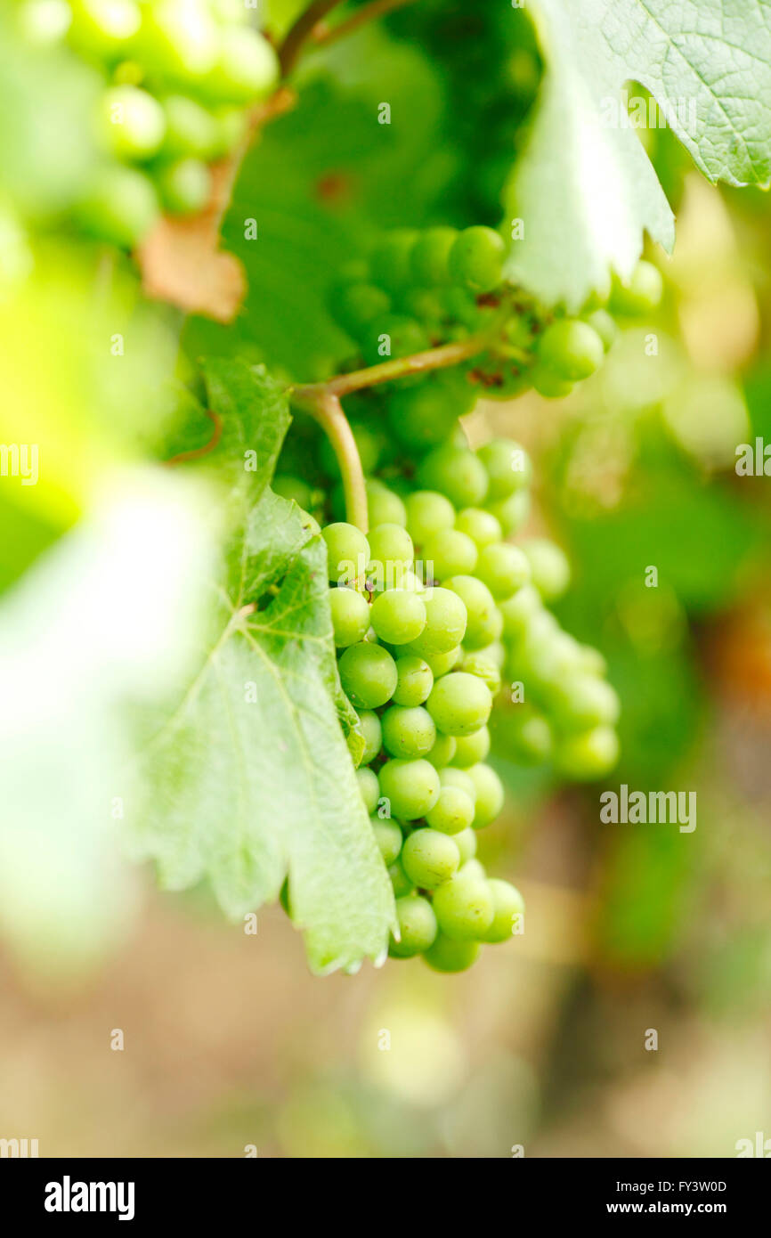 Bunch of green grapes on the vine with green leaves Stock Photo - Alamy
