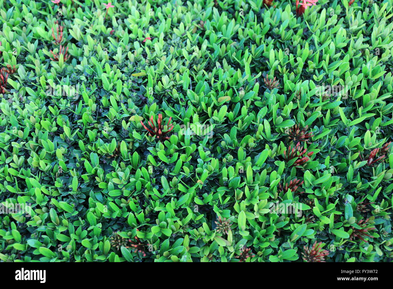 spike flower tree in the garden (in the top view Stock Photo - Alamy