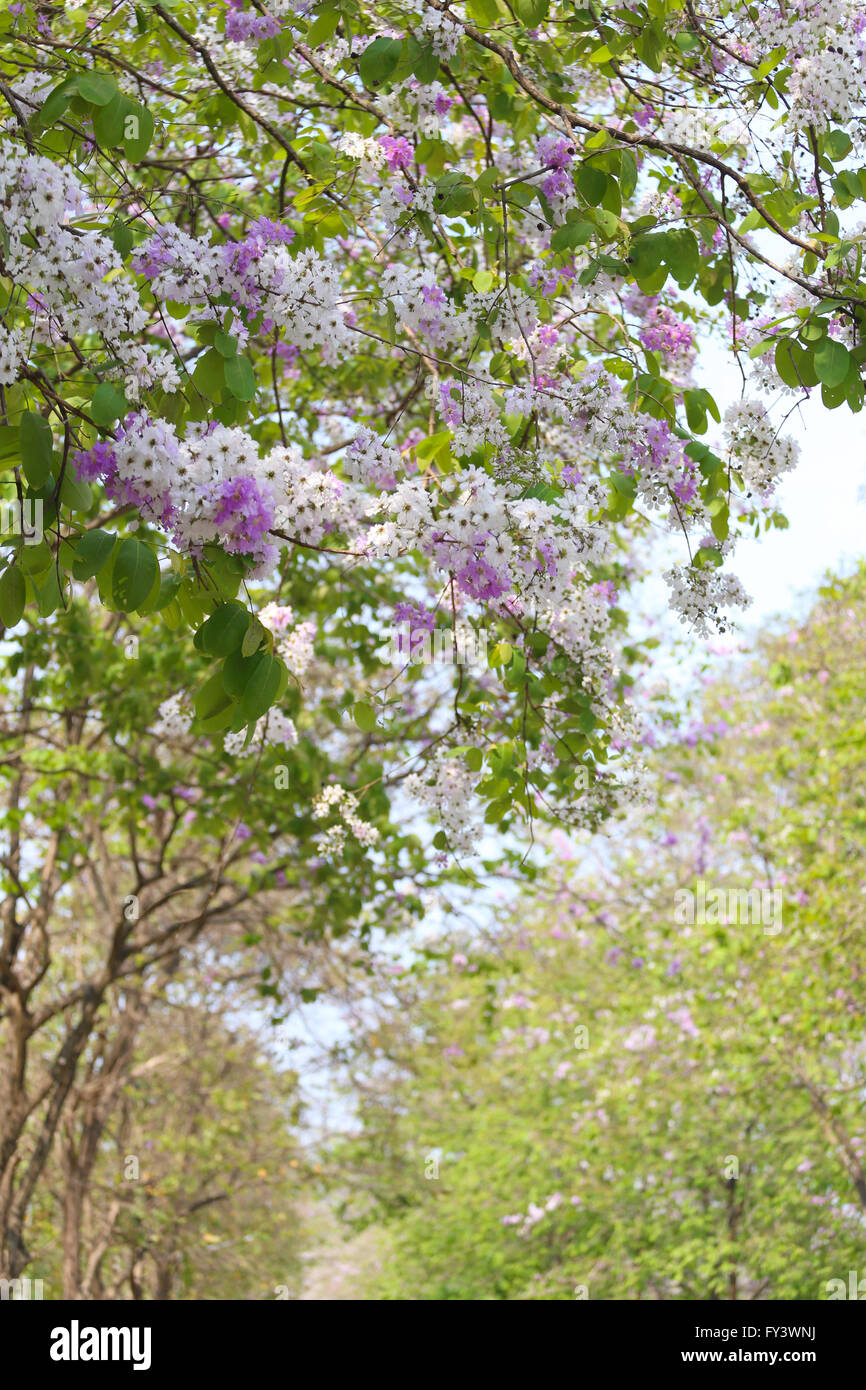 Lagerstroemia lagerstroemia speciosa lythraceae tree hi-res stock ...