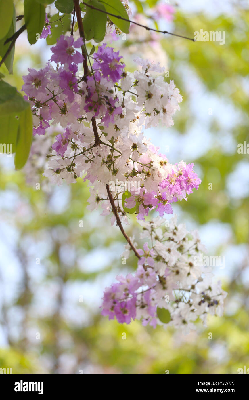 Lagerstroemia lagerstroemia speciosa lythraceae tree hi-res stock ...