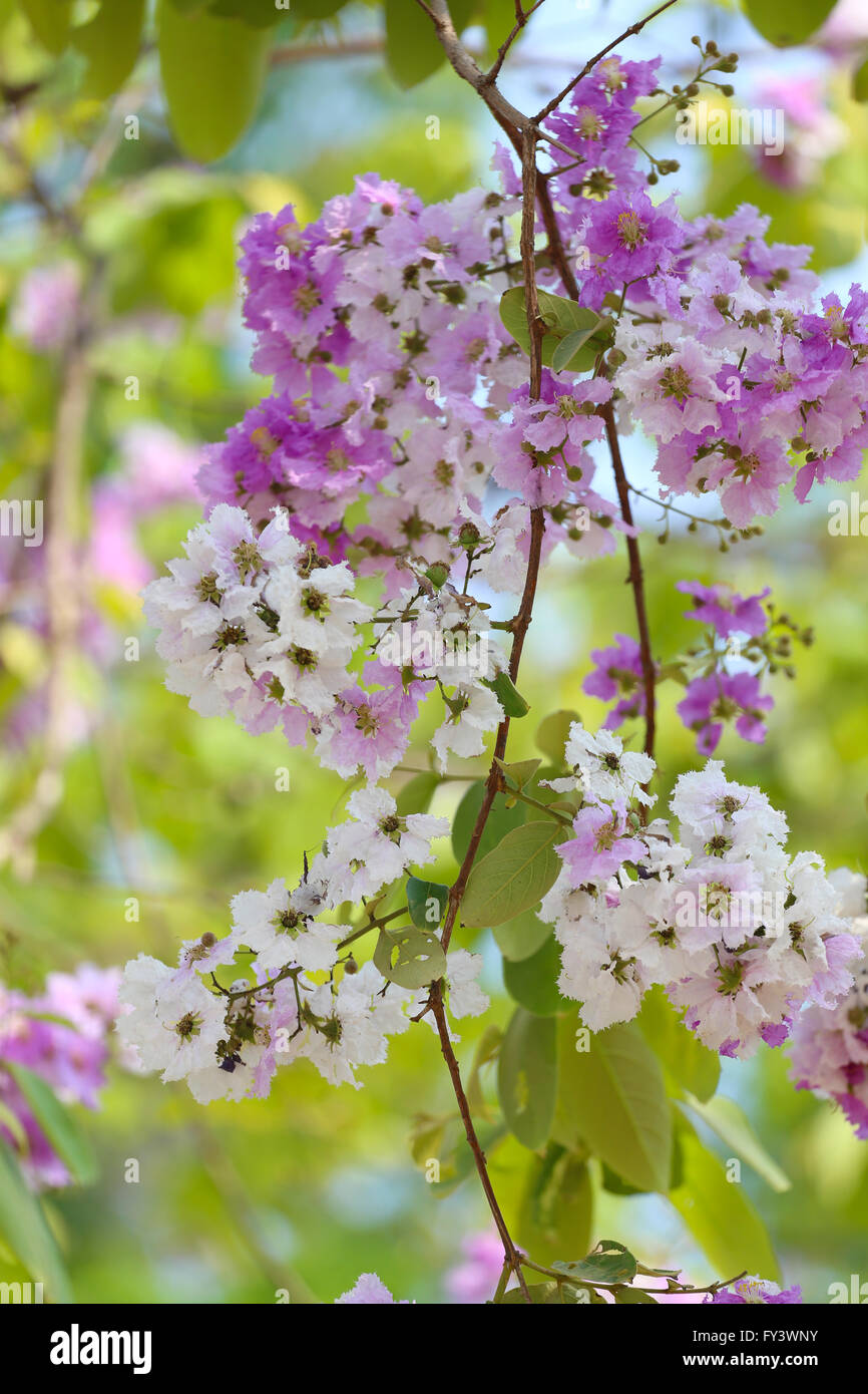 Lagerstroemia lagerstroemia speciosa lythraceae tree hi-res stock ...