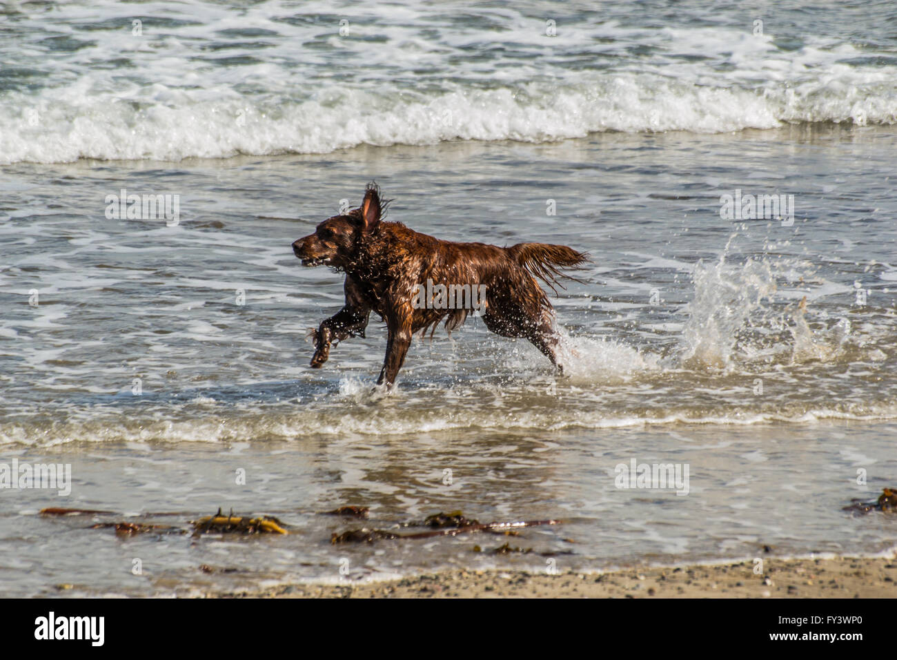 Red Setter running in the sea Stock Photo - Alamy