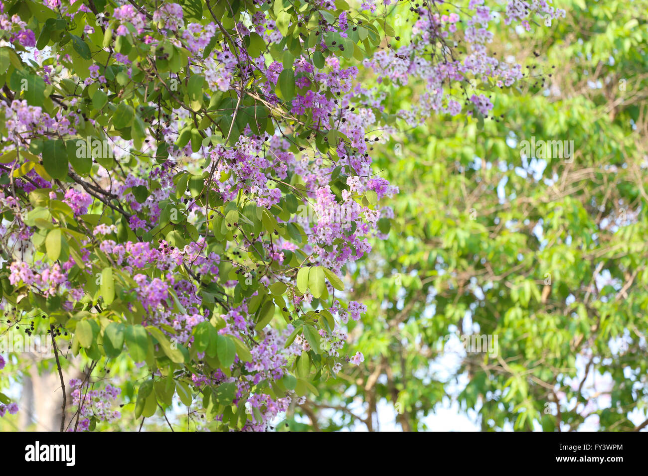Lagerstroemia white hi-res stock photography and images - Alamy