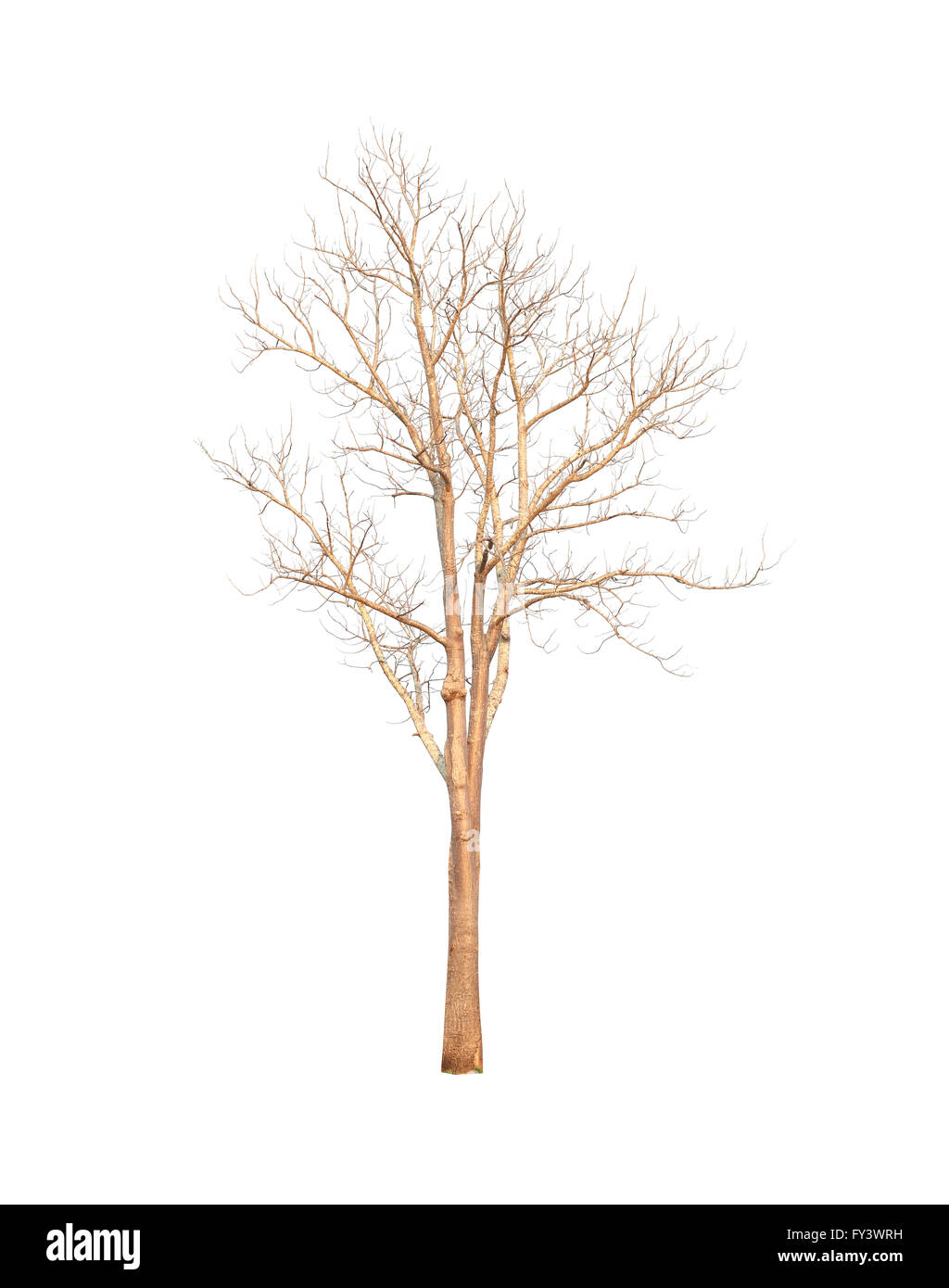 Dead tree silhouette isolated hi-res stock photography and images - Alamy