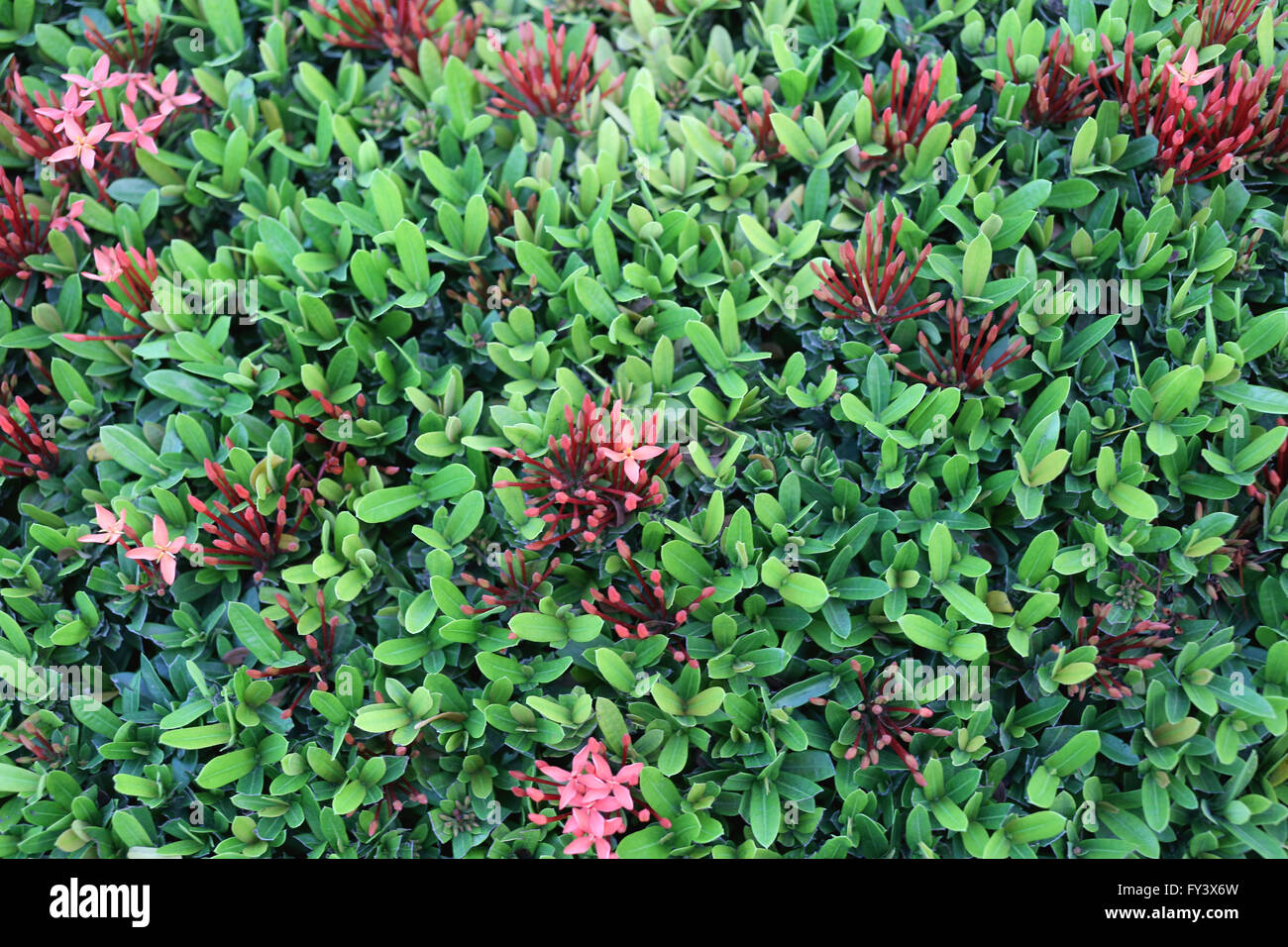 spike flower tree in the garden (in the top view Stock Photo - Alamy