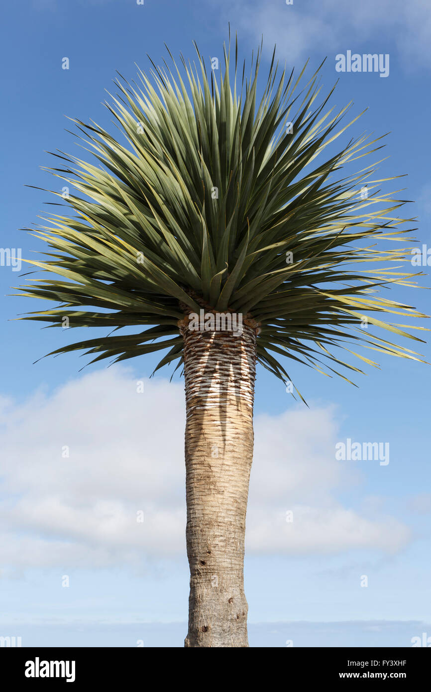 Young Dragon Tree, Draco species, Tenerife, Canary Islands, Spain Stock ...