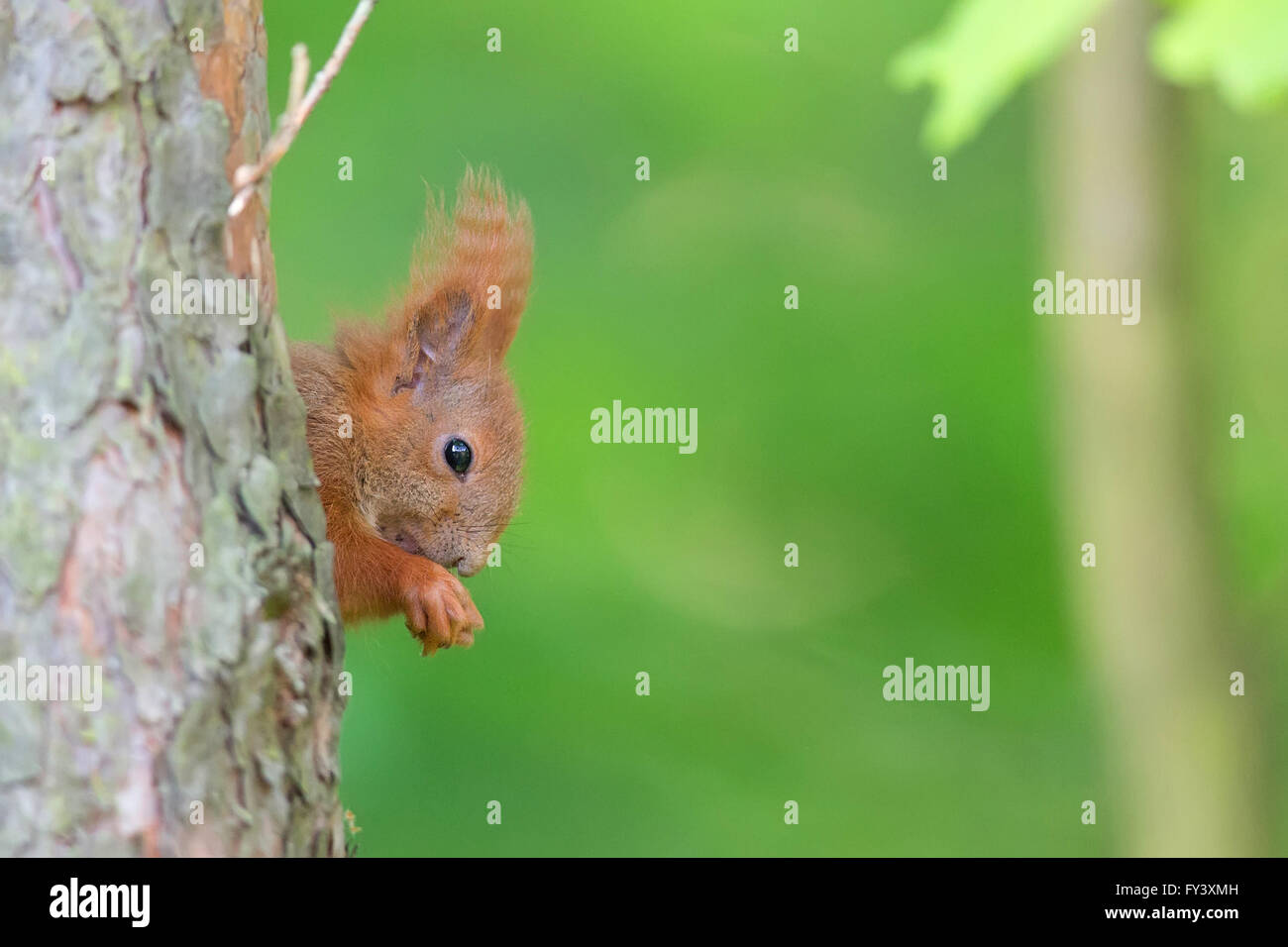 Look a squirrel hi-res stock photography and images - Alamy