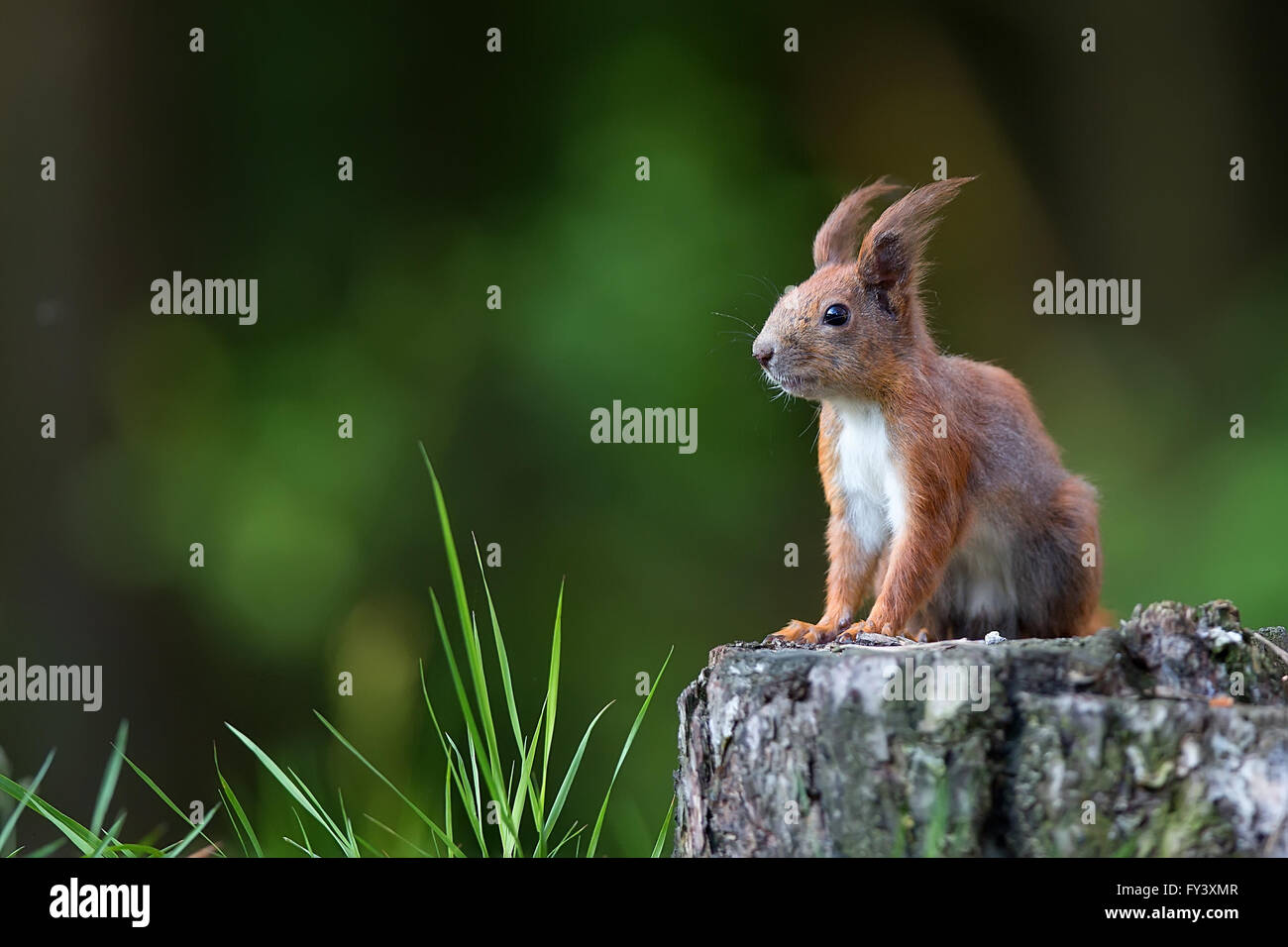 Red squirrel forest hi-res stock photography and images - Alamy