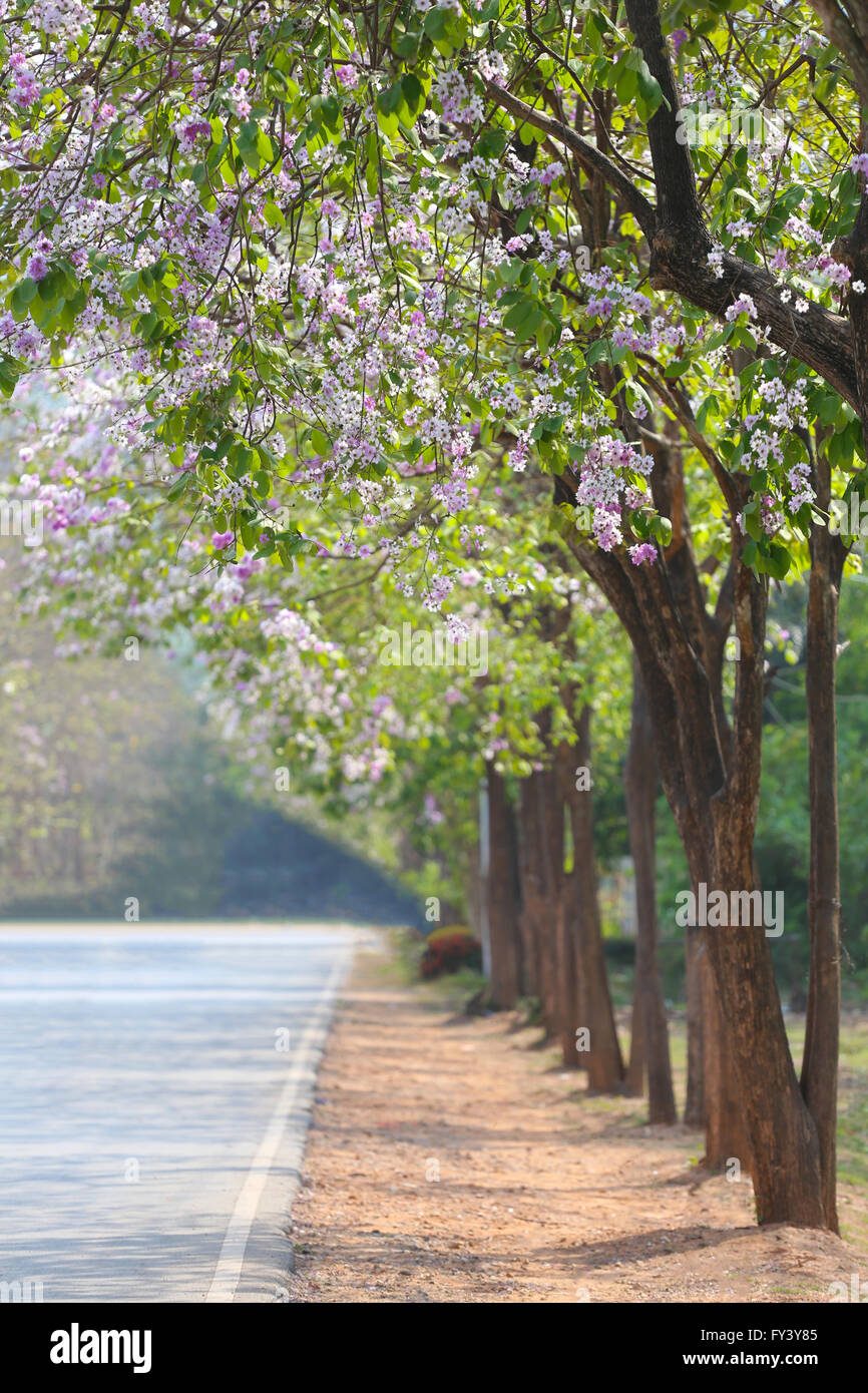 Lagerstroemia garden hi-res stock photography and images - Alamy