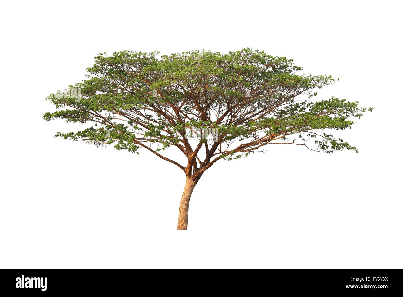 On deciduous tree Cut Out Stock Images & Pictures - Alamy