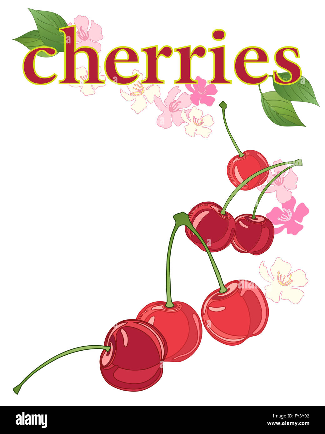 an illustration of an advert for fresh cherries with blossom and ...